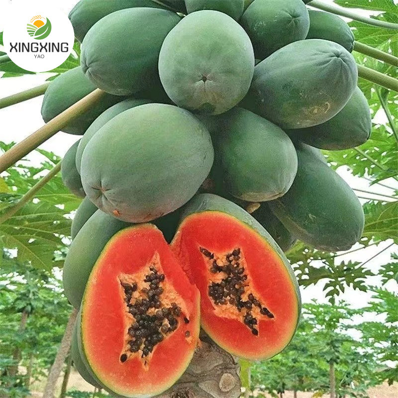 20pcs Bonsai Papaya Seeds for Planting Vegetable Plants Fresh Fruit ...