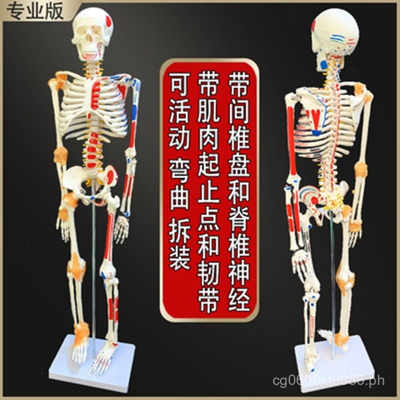 Skeleton Human Small Skull Model Acupuncture Drawing Model Bone ...