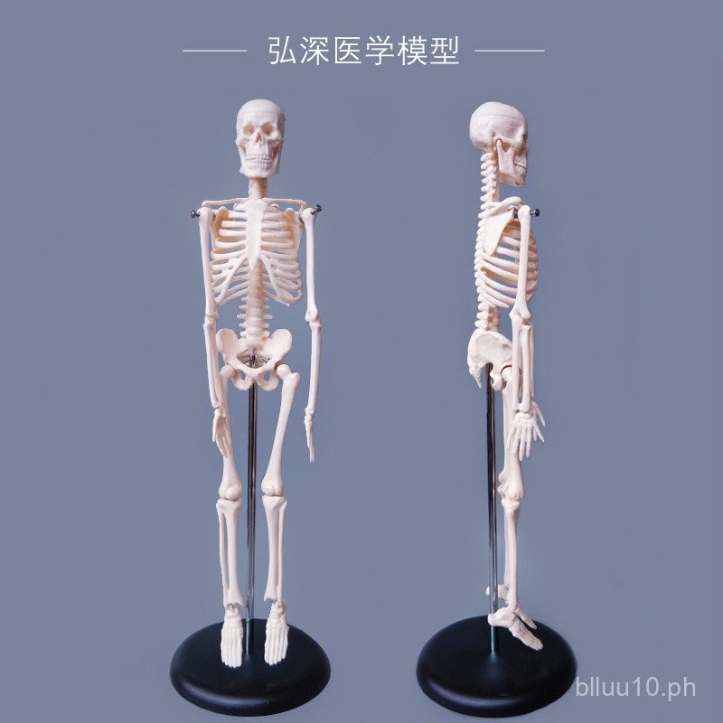 45cm Human Full Body Skeleton Model Mini Small Skeleton Anatomy ...