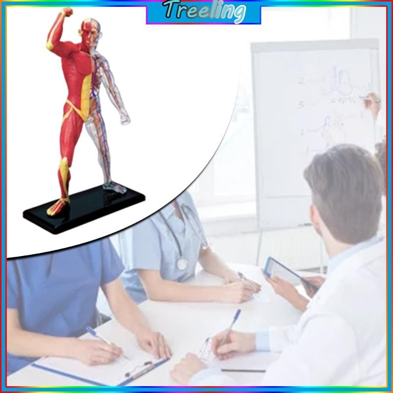 Treeling Miniature Muscular System Model Human Muscles Anatomy Model ...