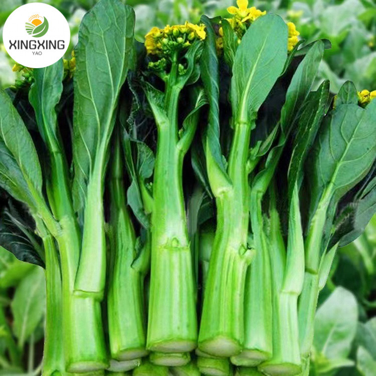 (600seeds/pack) Choy Sum Leafy Vegetable Seeds/Chinese Flowering ...
