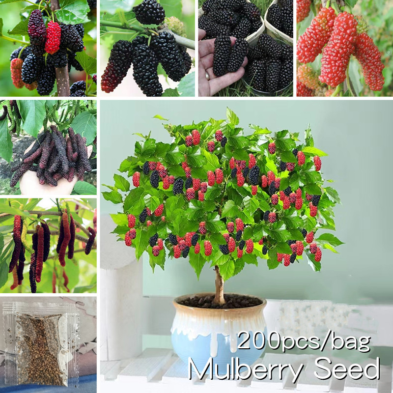 Rare Mulberry Seeds Bonsai Tree Seeds for Planting (200 Seeds ) Edible ...