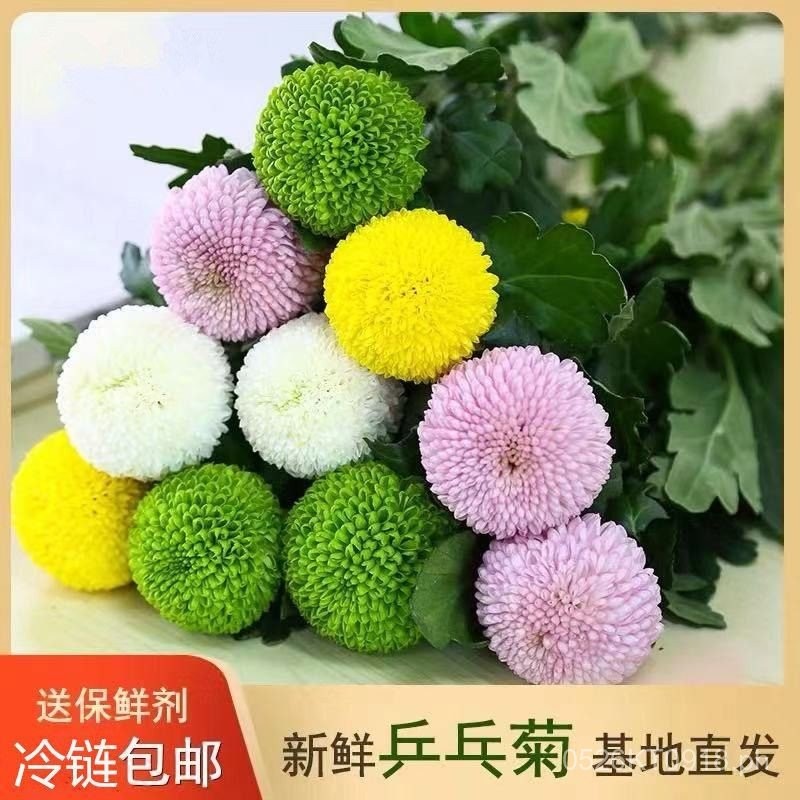 Fresh Ping Pong Chrysanthemum Family Nanji Fresh Flowers Arrangement ...