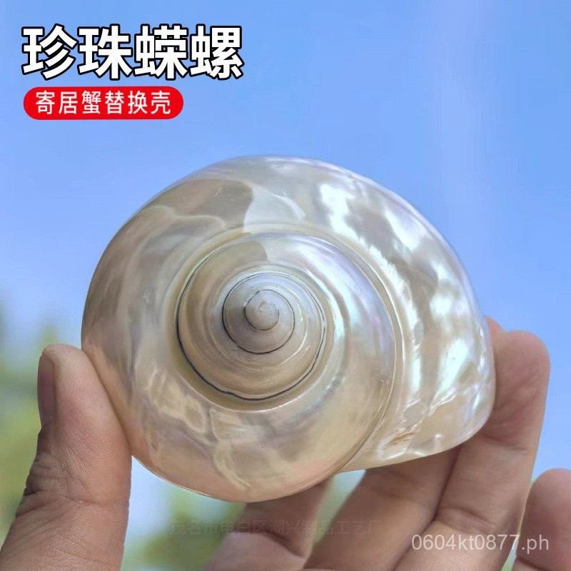 Pearl Conch Natural Shell Sea Snail Handmade diy Hermit Crab Roll Shell ...