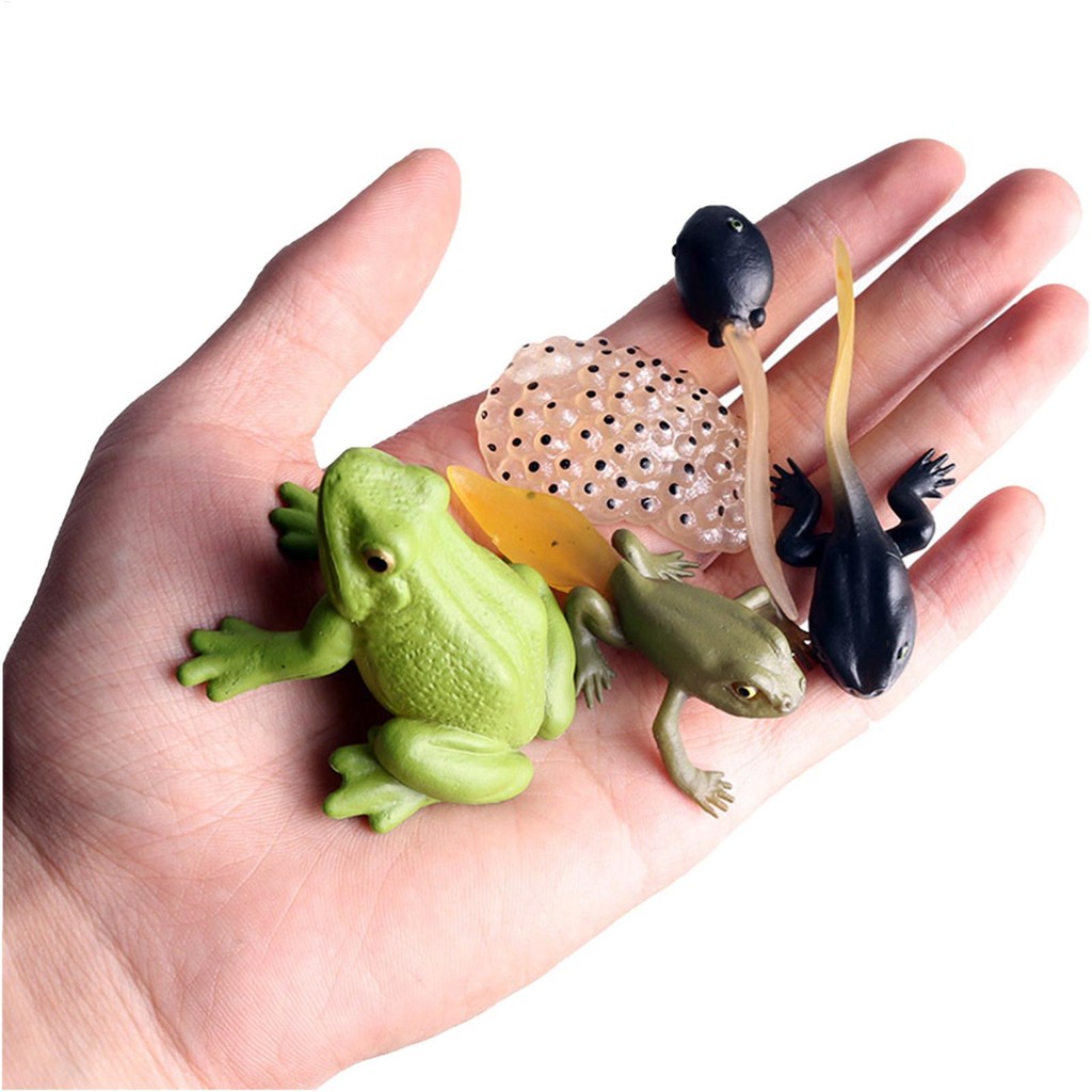 5pcs Frog Life Cycle Model Set Miniature Landscape Frog Statue ...