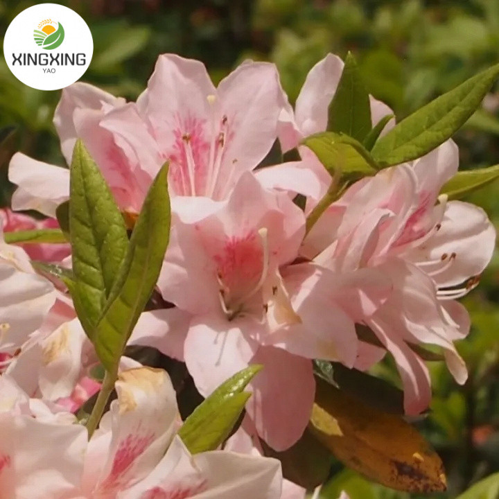 Rhododendron Seeds for Planting - (50 seedspack) Mix Color Azalea Seed ...