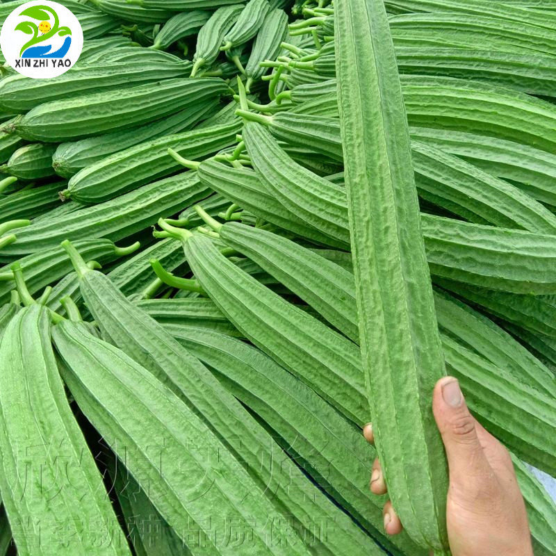 High Yield Patola Seeds For Planting 20 PCS Fresh Organic Patola ...