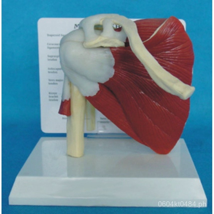 Humerus Display Explanation Shoulder Joint Muscle Teaching Model ...
