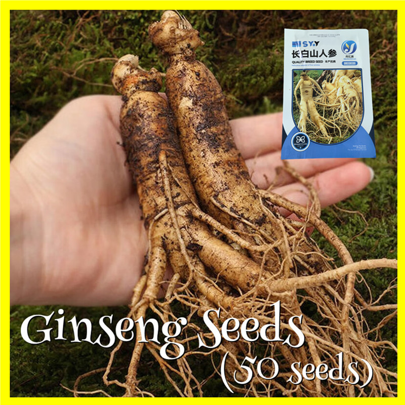 Ginseng Plant For Sale