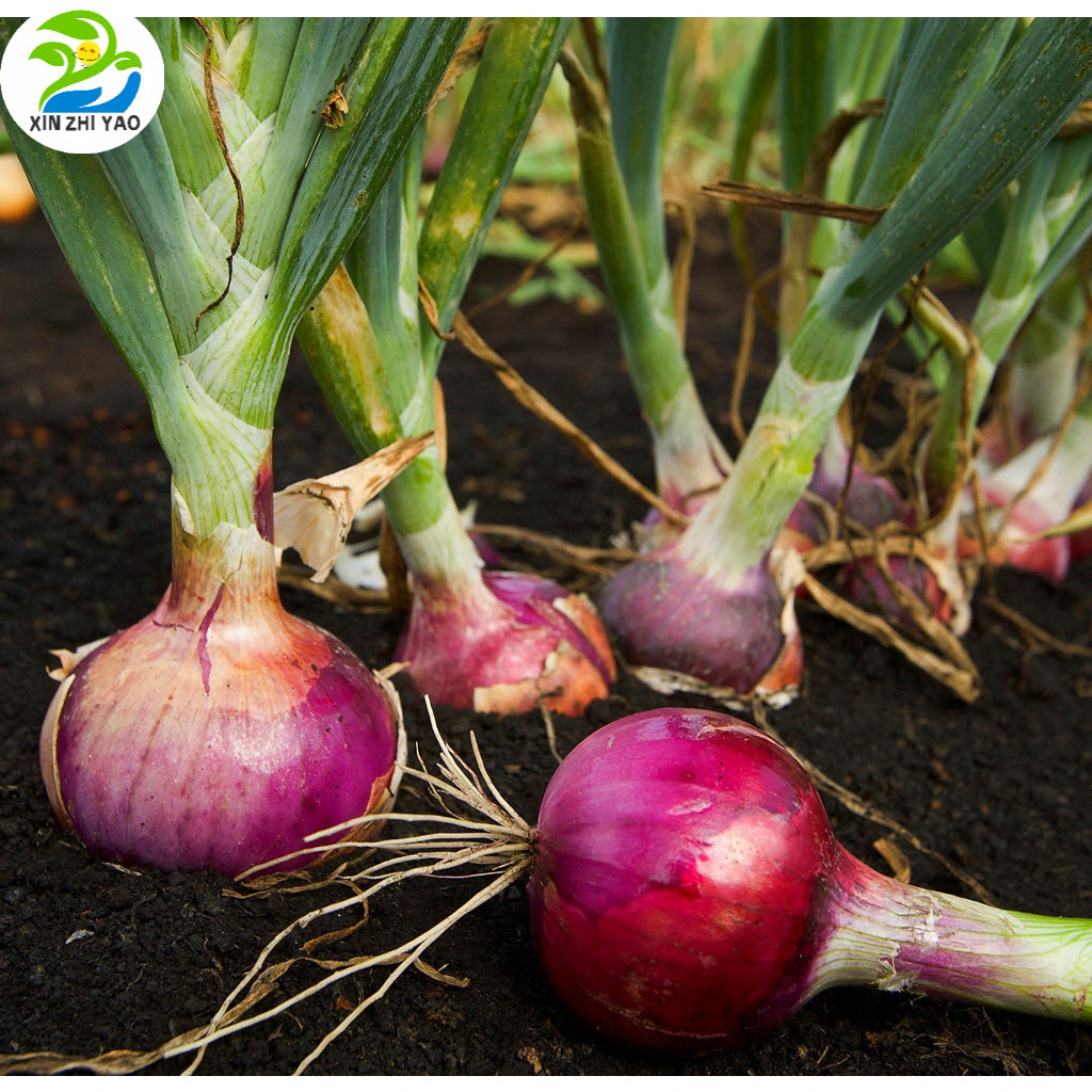 Red Onion Sibuyas Vegetable Seeds ( 200 Seeds/Pack ) | Shopee Philippines