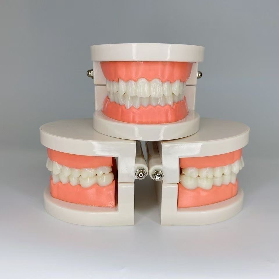 Adult Standard Dental Typodont Model – Fixed Teeth Demonstration Model ...