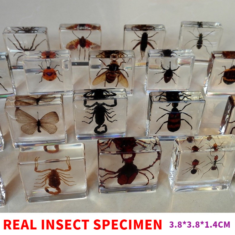 3.8cm Square Real Insect Specimen Transparent Resin Block Educational ...