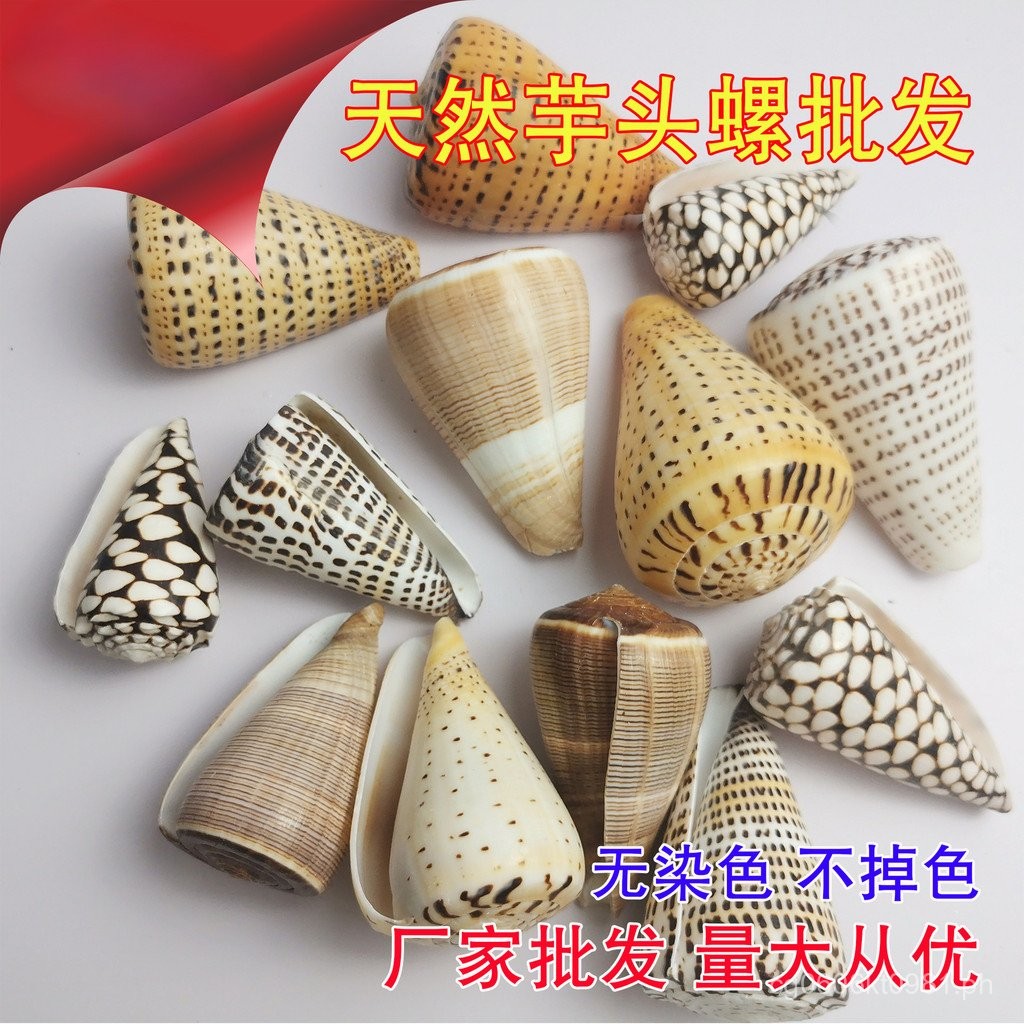 Aquarium Decorative Shell Snails Weighing Snails Natural Fish Tank ...