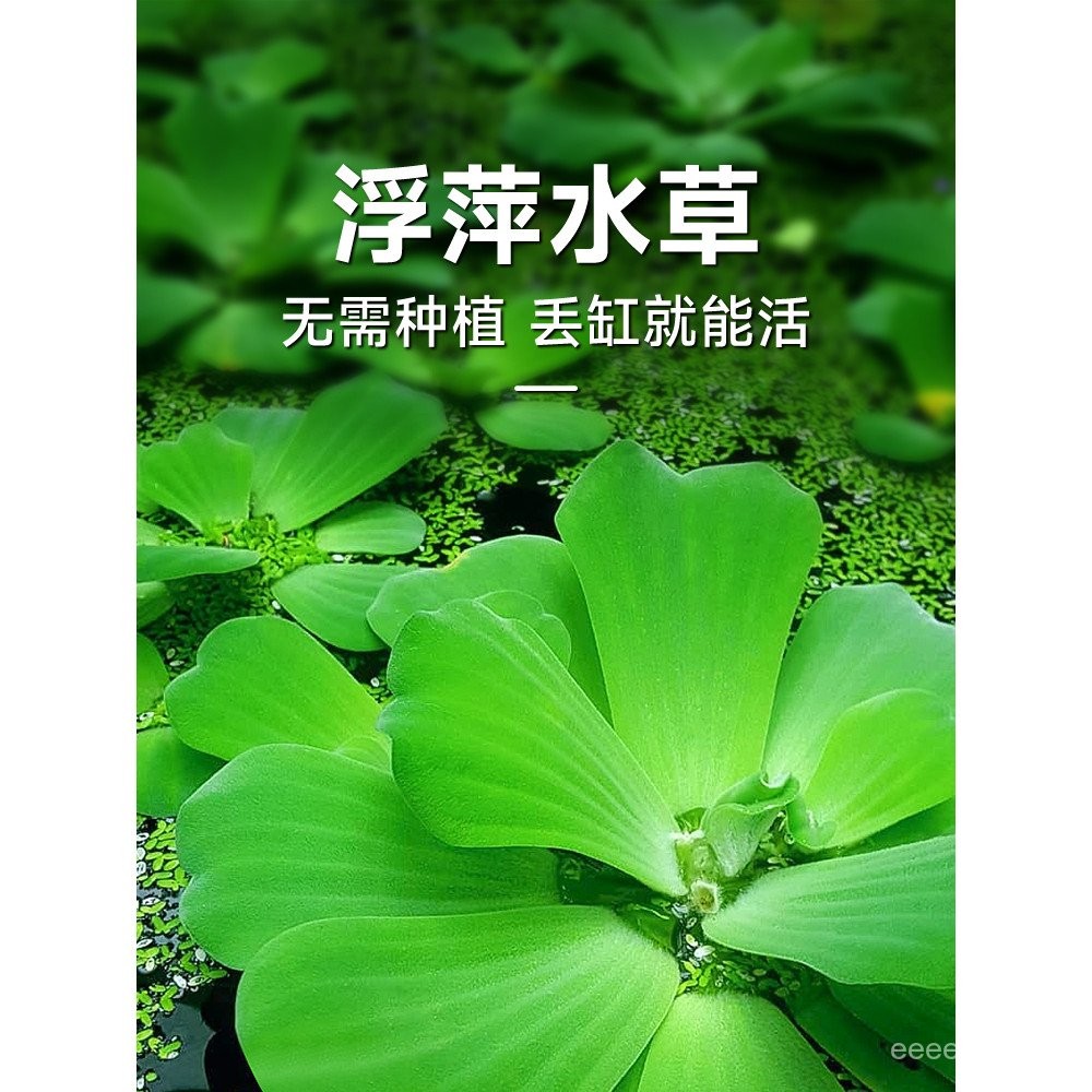 Duckweed Aquatic Plants Hydroponic Plants Aquatic and Fish Co-Culture ...