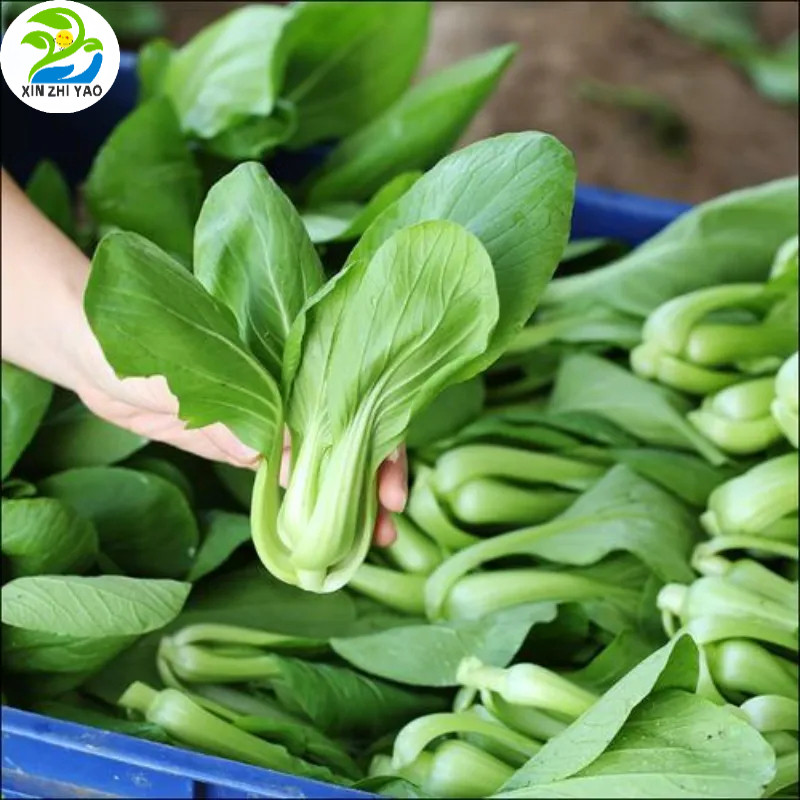 Chinese Pak Choi Bok Choy Vegetable Seeds ( 500 Seeds ) | Shopee ...