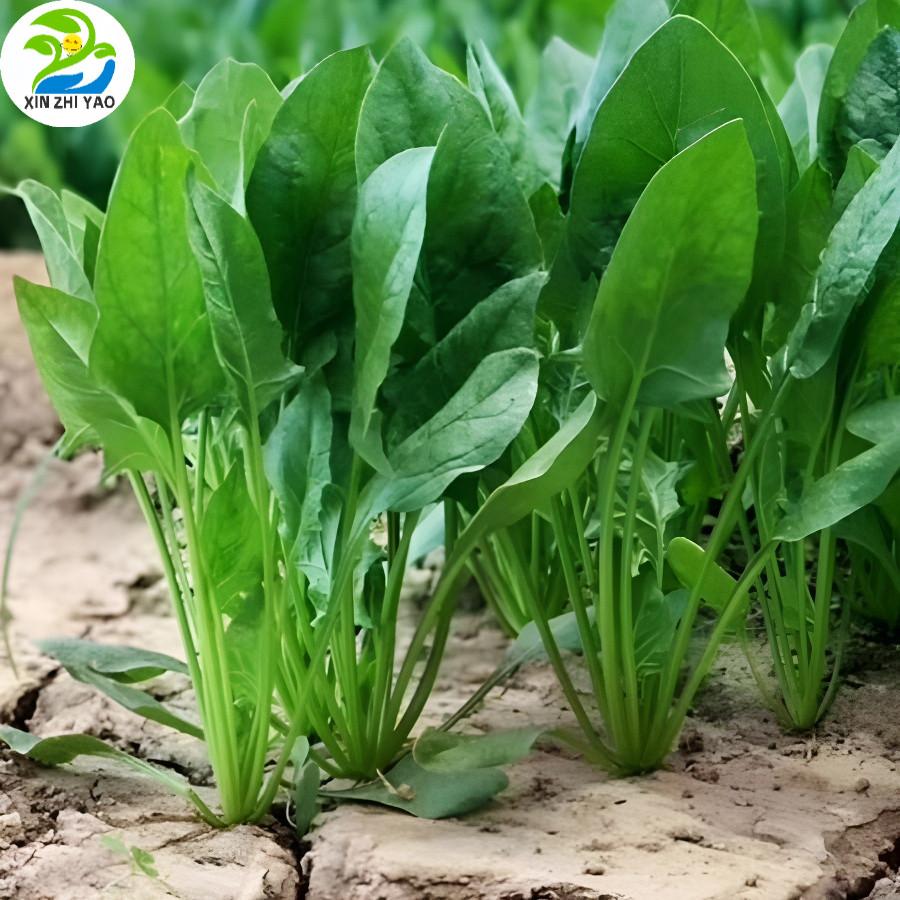 Green Alugbati Malabar Spinach Vegetable Seeds ( 200 Seeds/Pack ...