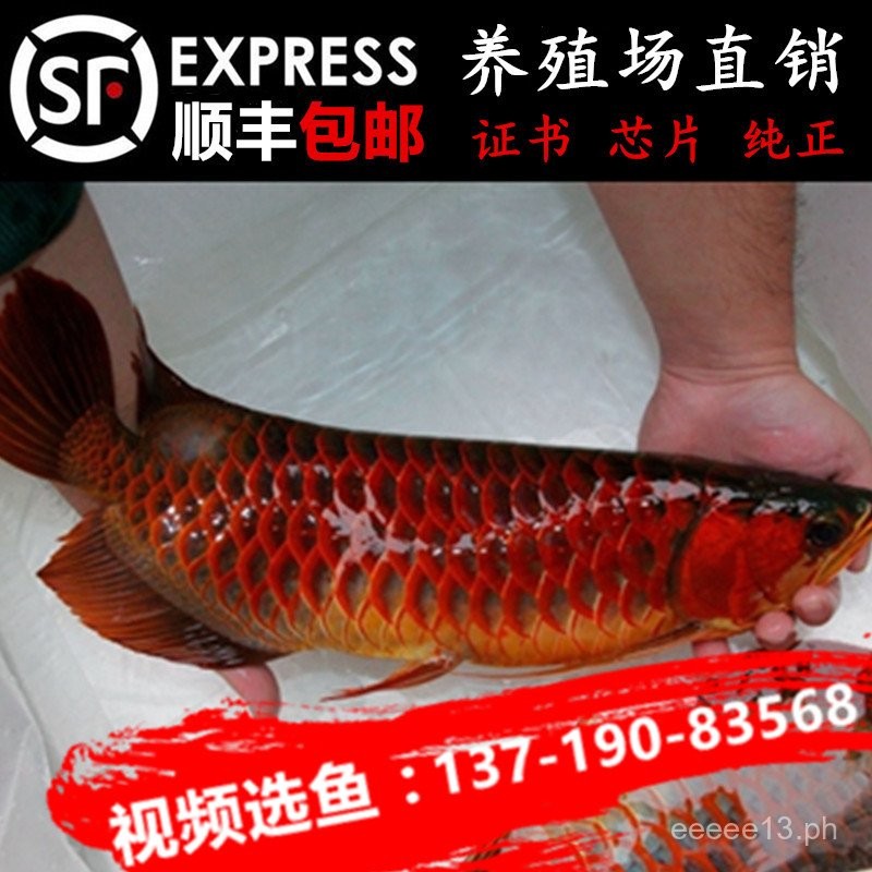 Indonesian Red Dragon Live Gold Dragon Fish Chili Super Blood White ...