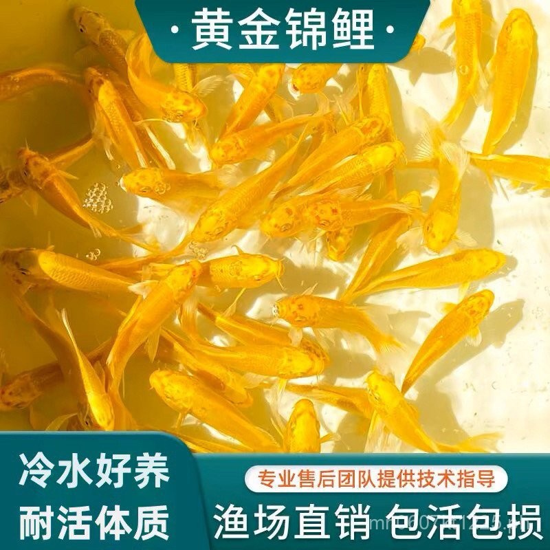 Live Small Goldfish Wealth Fish Goldfish Easy to Raise Live Fish ...