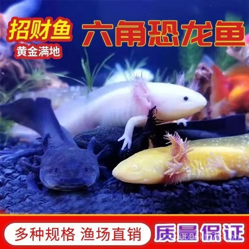 Axolotl Hexagon Internet Celebrity Aquarium Cute Fish Super Dinosaur ...