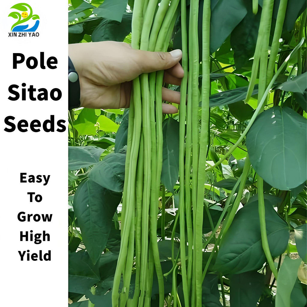 20 Pcs Sitao Makisig Long/Sitaw Seeds Certified Seeds Yard Long High ...