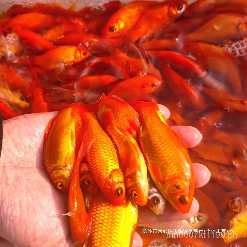 Liveable Ornamental Fish Koi Cold Water Fish Fry Easy to Raise Grass ...