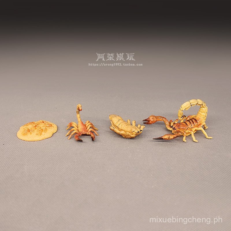 New Cognitive Teaching Aid Arthropod Model Scorpion Venom Scorpion Life ...