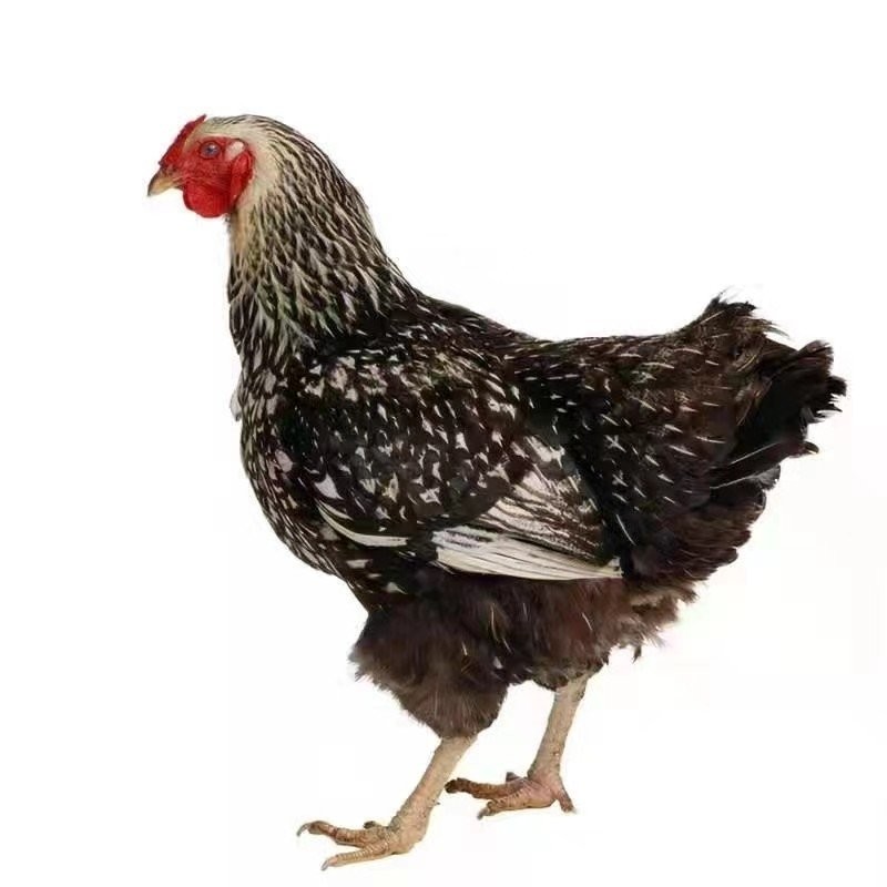 Wenshang Luhua Chicken Live Broiler Half-Kilo Youth Chicken Brooding ...