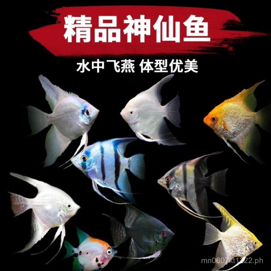 Blue Magic Ding Panda Tropical Zebrafish Suitable for Betta Goldfish ...