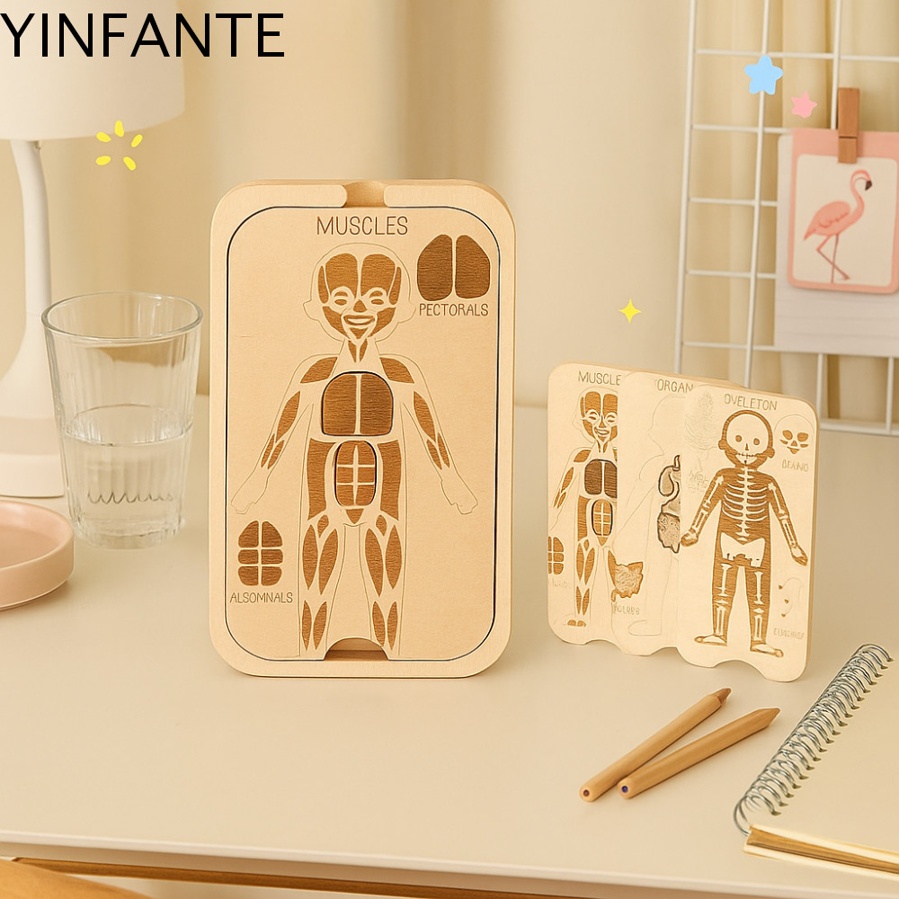 YINFANTE Montessori Jigsaw Puzzle, Jigsaw Design Organ Model Anatomy ...