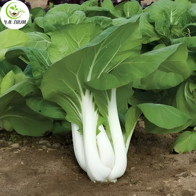 Pechay Pavito Seeds - 500Seeds/1pack | Shopee Philippines