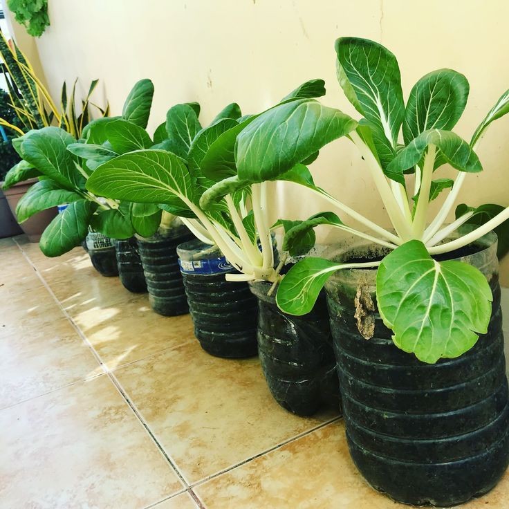 （500 Seeds）PECHAY SEEDS-Pavito Variety-High Quality Vegetable Seeds ...