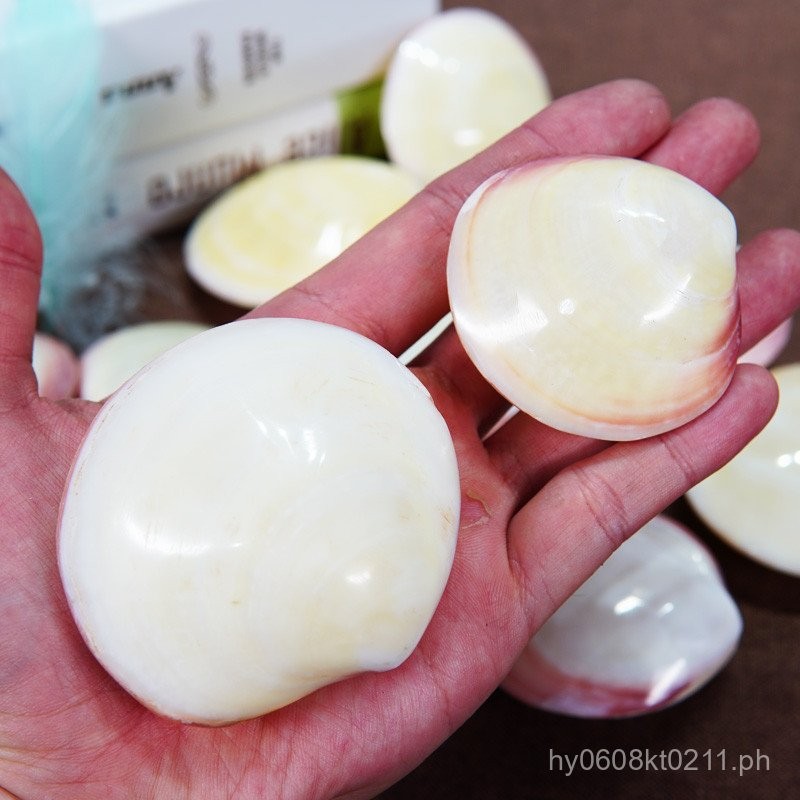 Pink Fish Tank Home Yellow Pink Clam Landscaping Yellow Craft ...