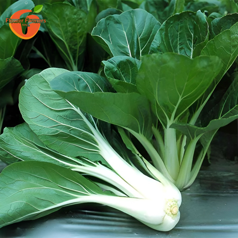 （500 Seeds）PECHAY SEEDS-Pavito Variety-High Quality Vegetable Seeds ...