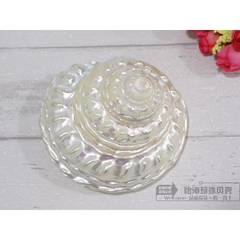 Fluorescent Specimen Snail Night Glow Shell Conch Pearl Tower Starfish ...