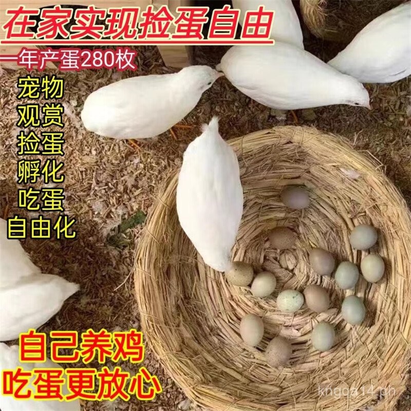 Rutin Chicken Baby Chick Internet Celebrity Pet Laying Egg Chicken Live ...