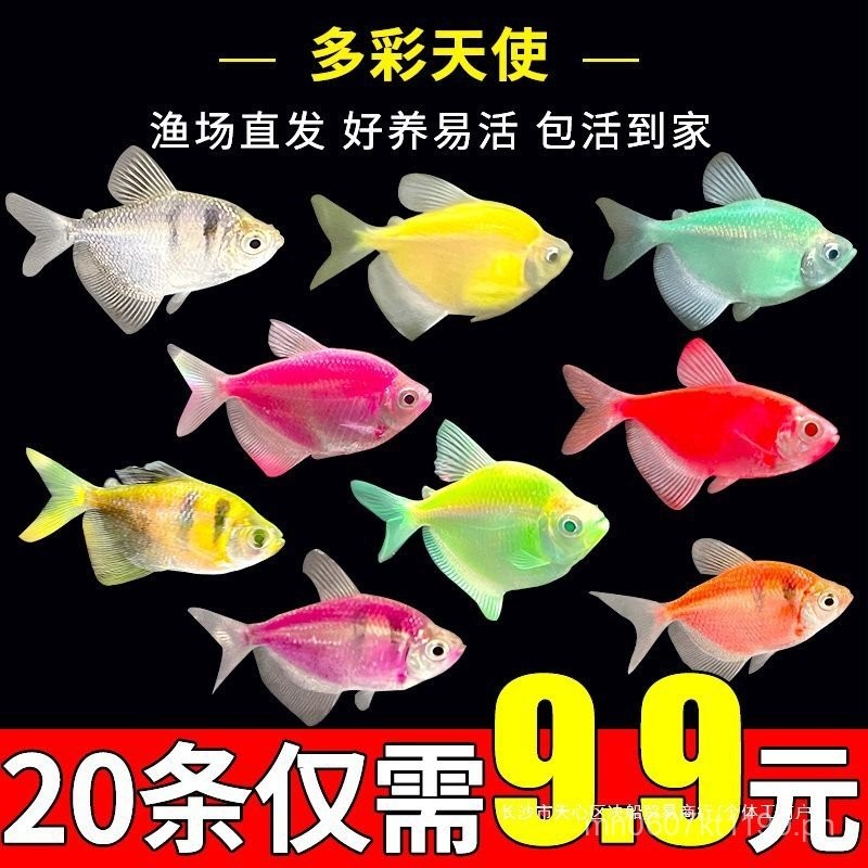 Small Tropical Goldfish, Colorful Fish, Tiger Fish, Ornamental Fish ...