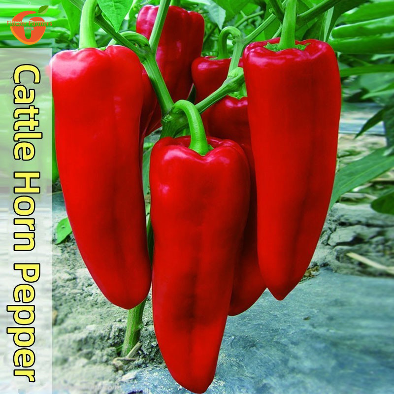 Fresh Organic Giant Cattle Horn Pepper Seeds For Planting 100pcs High ...