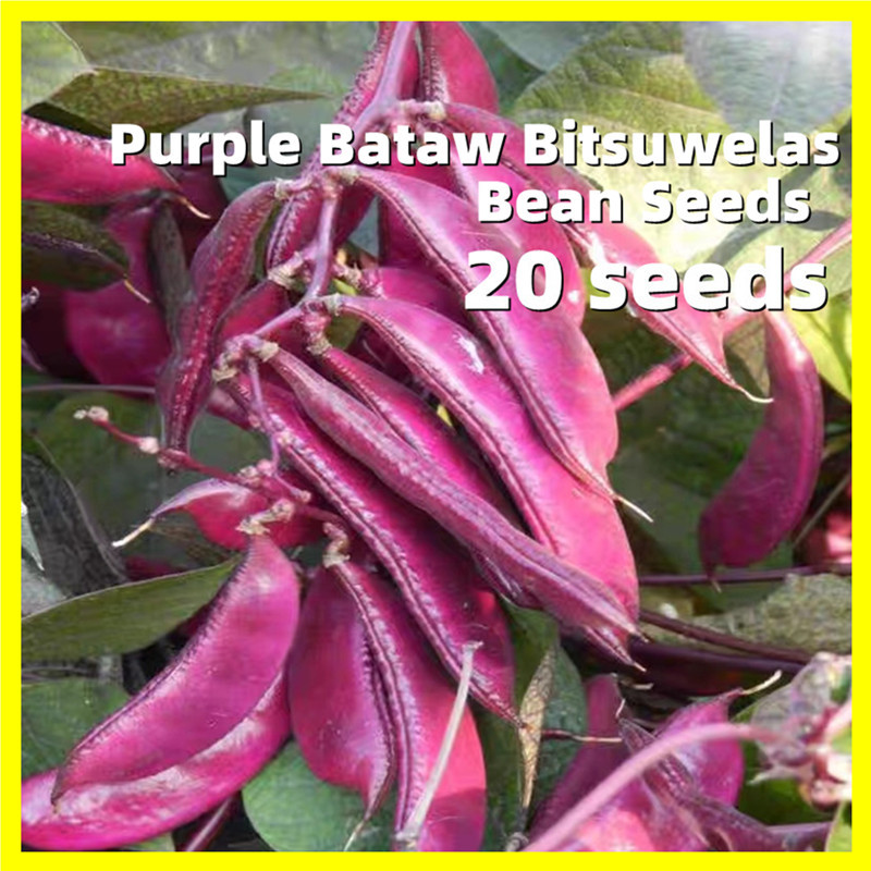 Hyacinth Purple Bataw Bitsuwelas Bean Seeds 20 Seeds Purple Eyebrow ...
