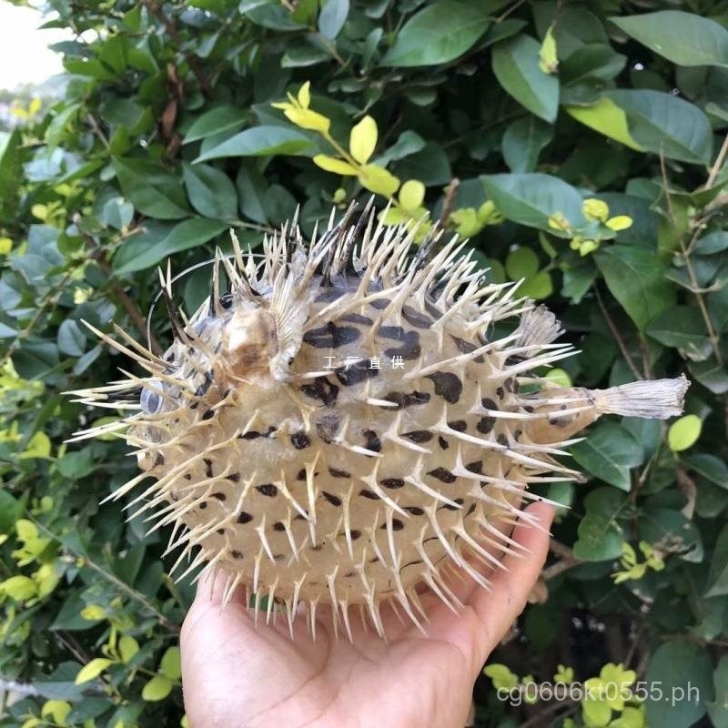 Puffer Fish Lobby Hanging Decoration Ocean Style Restaurant Hanging ...
