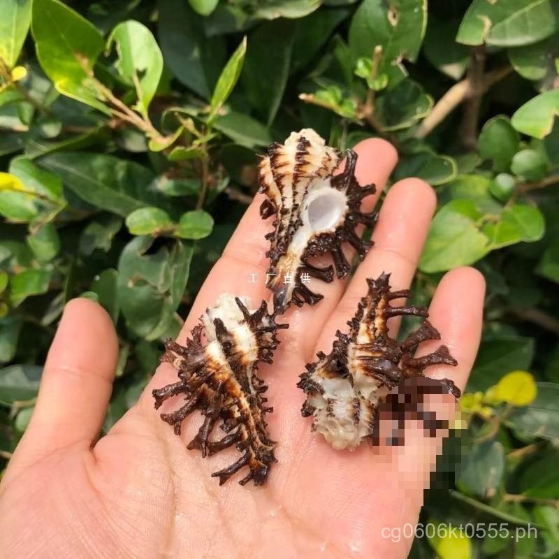 Natural Specimen Snail Thousand-Hand Snail Conch Aquarium Black Bone ...