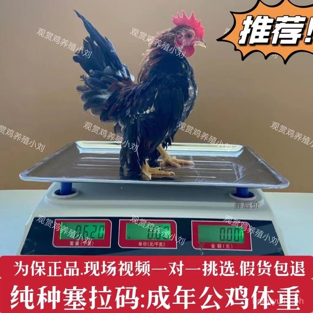 Selam Ornamental Chicken Malaysia Linglong Chicken Bantam Chicken ...