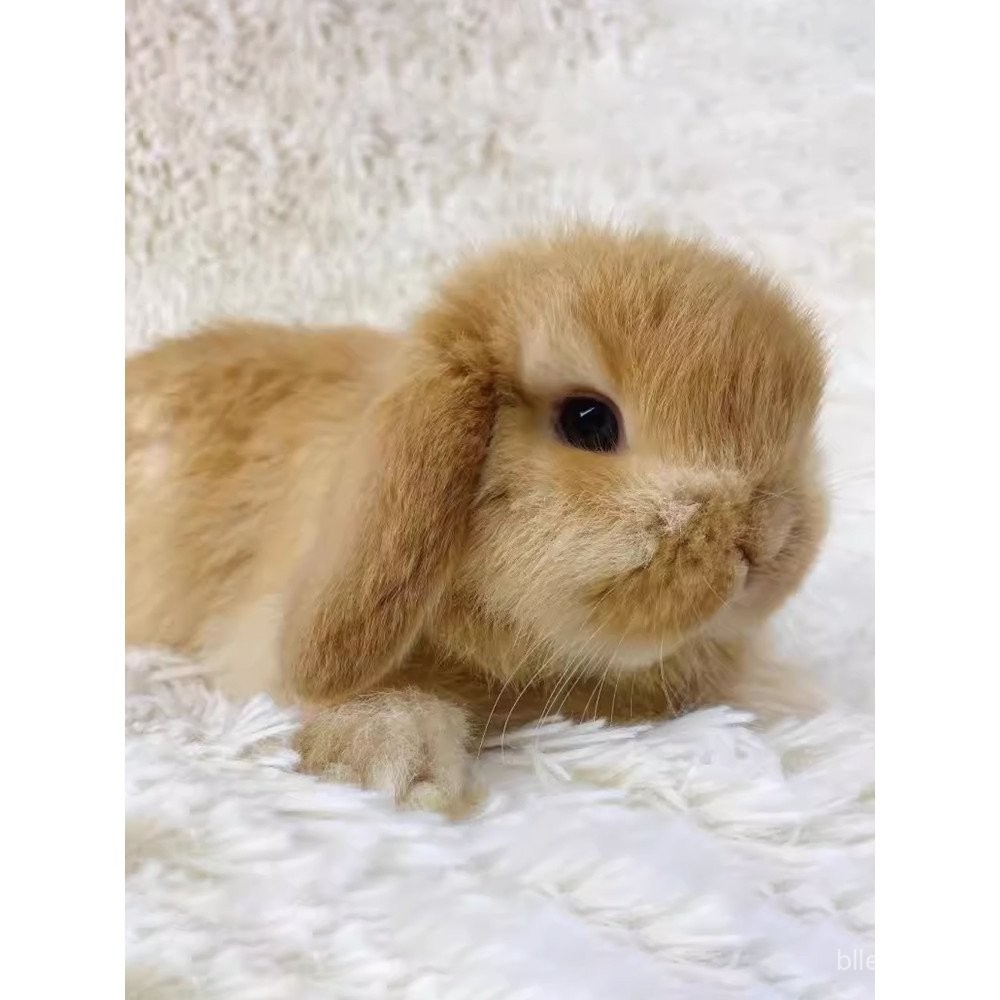Miniature Dwarf Rabbit Live Animal Imported Double Bloodline Yellow ...