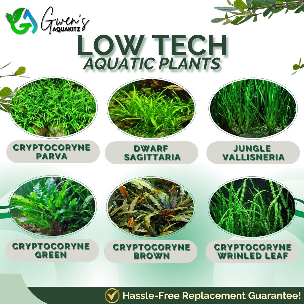 LOWTECH AQUATIC PLANT SELECTIONS by Gwen's-Amazon Sword, Dwarf ...