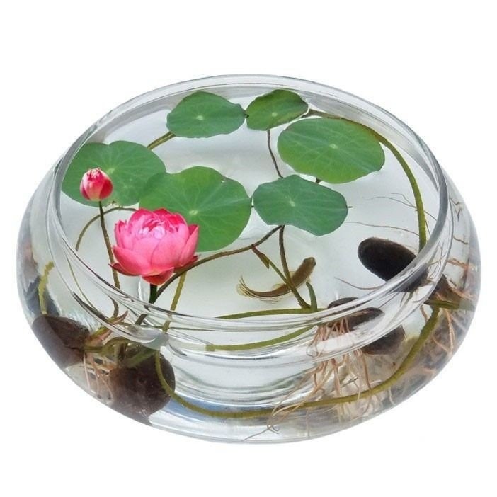 Transparent Round Fish Tank Pot for Copper Money Grass Vase, Narcissus ...