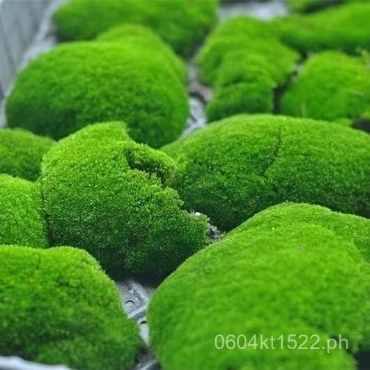 Duo Duo Zao Plant Cattail Grass Leather Surface Moss Short Velvet ...