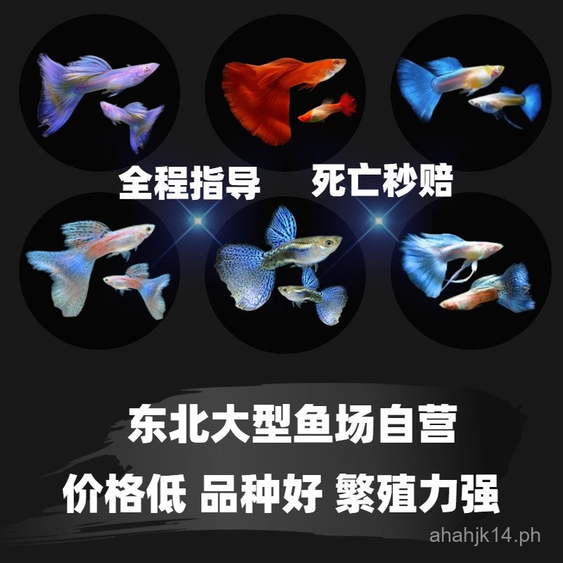 Zebrafish Angelfish Ornamental Fish Live Guppy Fry Freshwater Pet Fish ...