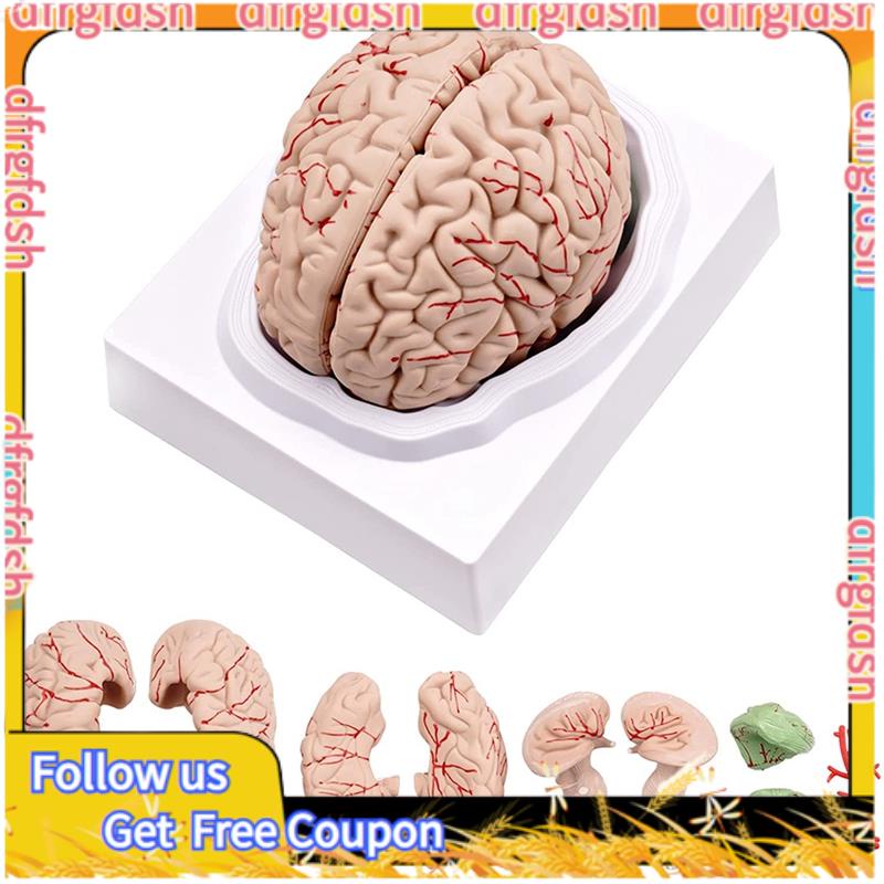 【D&F】Human Brain,Life Size Human Brain Anatomy Model with Display Base ...