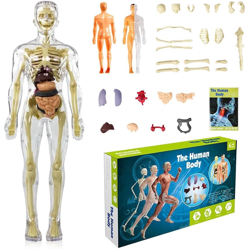 3D Human Body Anatomy Model Educational Learning Toys, 3D Human Body ...