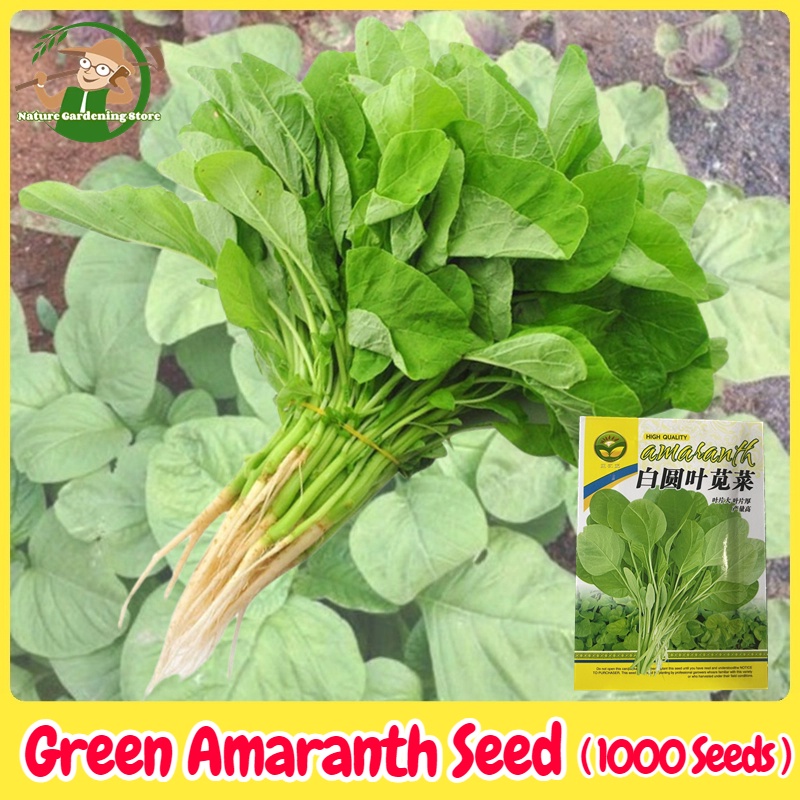 Organic Green Amaranth 1000 Seed High Yield Green Spinach Vegetable ...