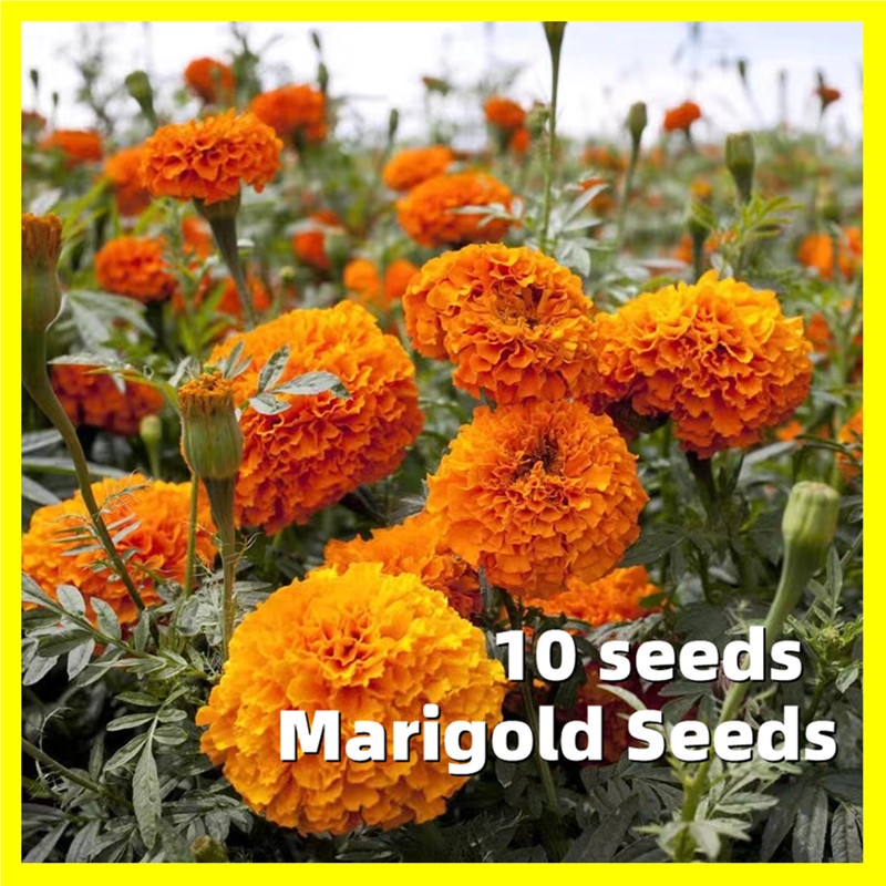 10 Marigold Seeds Premium Marigold Harmony Orange Flower Seeds Anti ...